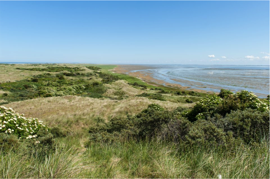 De verassingen van het Waddengebied